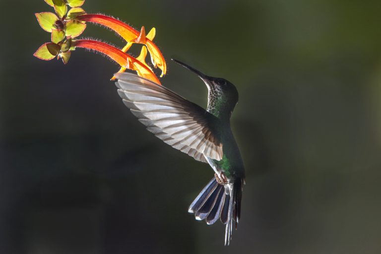 Photographing Hummingbirds in Flight