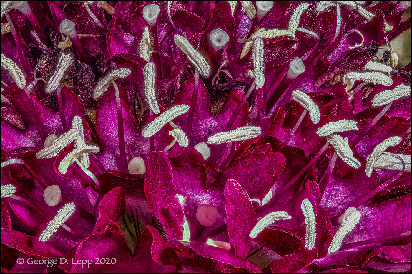 The RRS Portable Macro Stand Setup By George D. Lepp